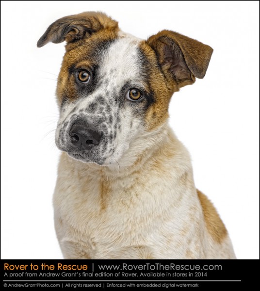 Telluride Inside... and Out | “Rover” at the Peaks: Barking Success