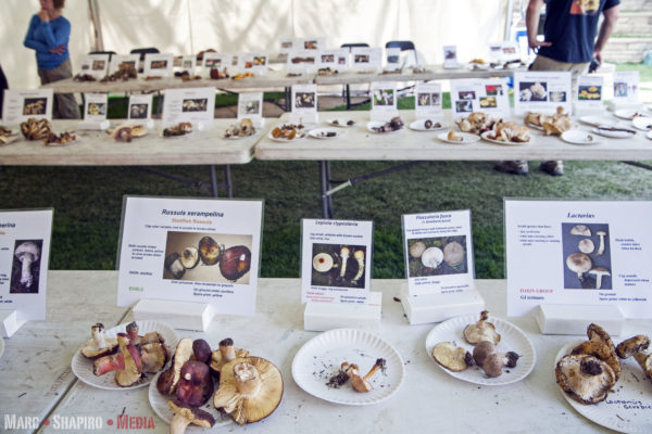 Telluride Inside... and Out | Telluride Mushroom Festival: Overview ...